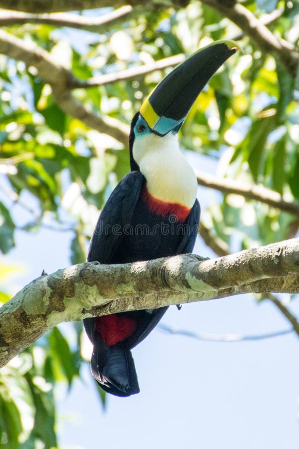 Toucan stock photo. Image of tropical, peru, amazonian - 338520332