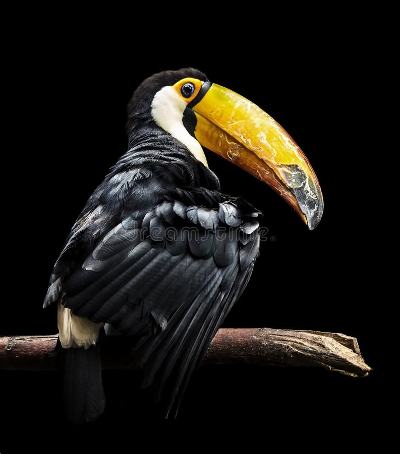 Amazon Toucans Photos - Free & Royalty-Free Stock Photos from Dreamstime