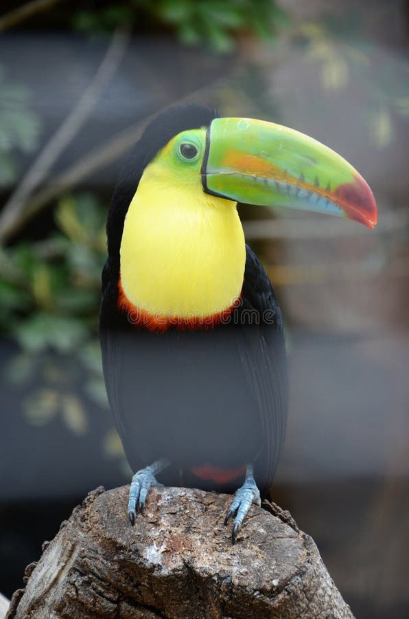 Toucan Portrait View on a Branch Stock Photo - Image of people, animal ...