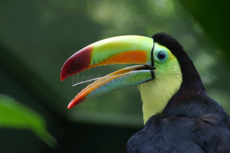 Toucan in Profile stock image. Image of brazilian, colours - 4819901
