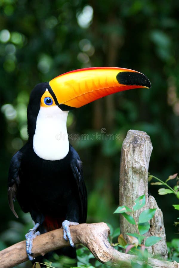 Toucan in Profile stock image. Image of brazilian, colours - 4819901