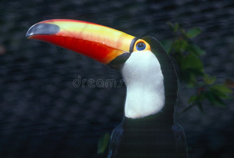 Toucan-Ramphastidae stock image. Image of animals, birds - 916167