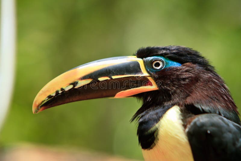 Close up toucan claw stock image. Image of elegance, outdoors - 44616481