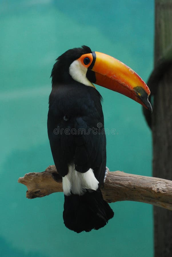 Toucan Sitting on a Dead Tree Branch Stock Image - Image of ...