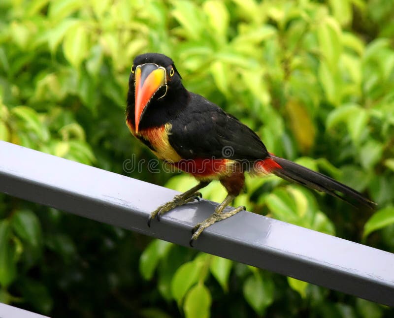 Toucan stock image. Image of pretty, fence, sitting, toucan - 68891005