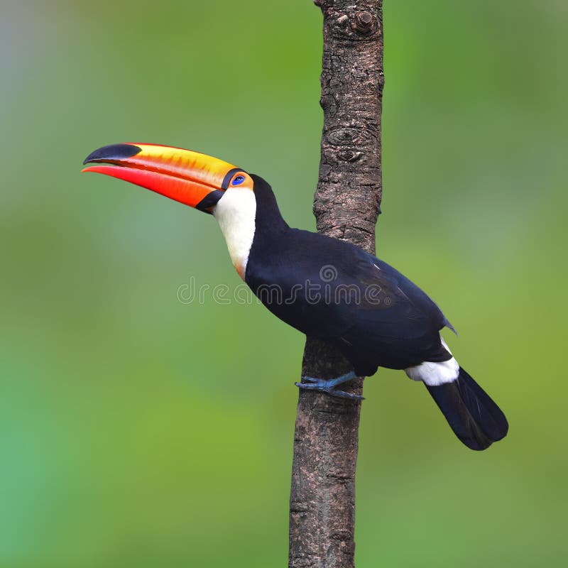 Toucan Toco bird stock photo. Image of natural, animal - 269803904
