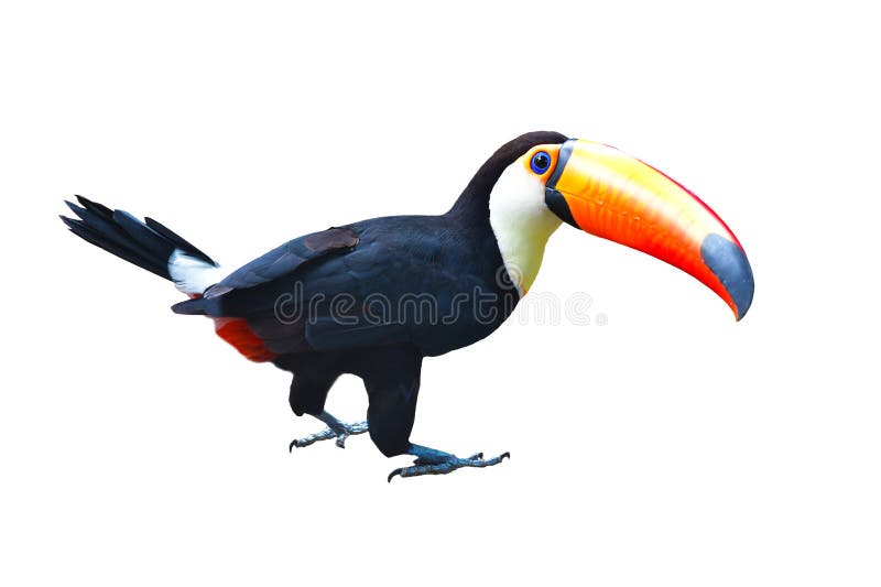 Toucan Toco Beak Open, we Can See Its Tongue, Ramphastos Toco Stock ...