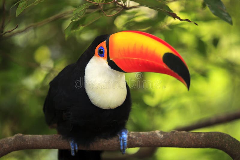 Toucan géant image stock. Image du coloration, merveilleux - 307641