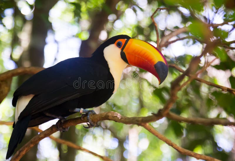 Toucan toco stock image. Image of nature, life, species - 231642175