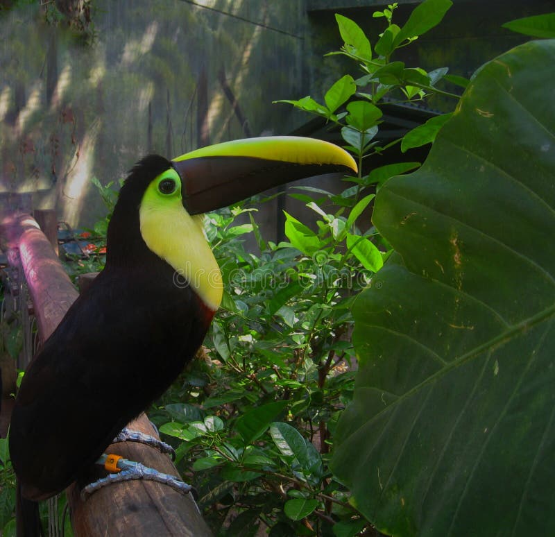 Toucan in tree stock photo. Image of colorful, fauna, honduras - 8044454
