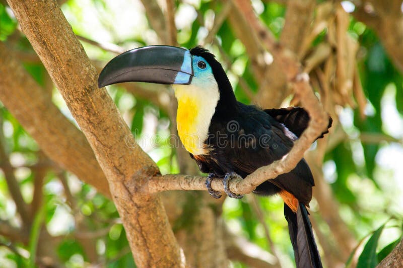 Toucan in tree stock photo. Image of colorful, fauna, honduras - 8044454