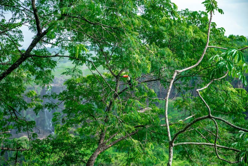 Toucan on a Tree Branch in the Amazon Forest Stock Photo - Image of ...