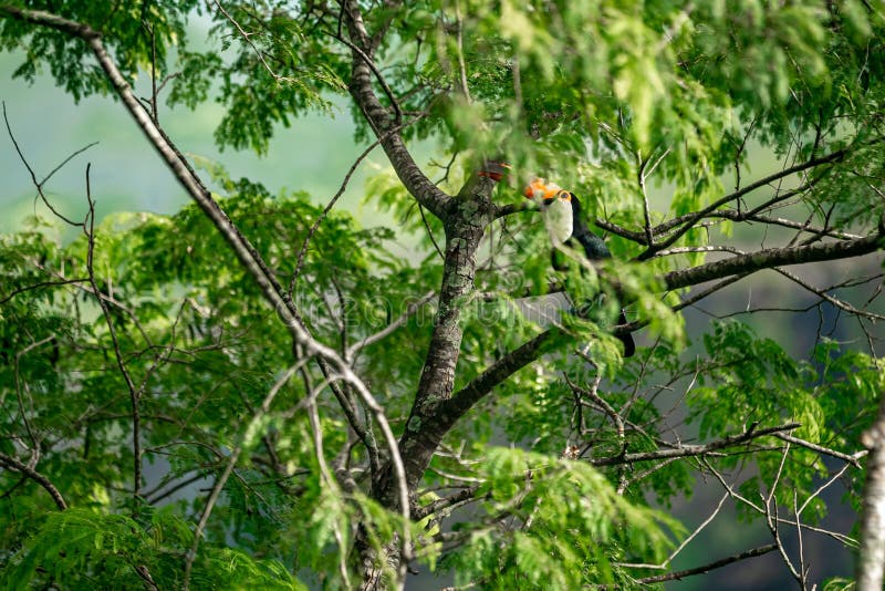 Toucan on a Tree Branch in the Amazon Forest Stock Photo - Image of ...