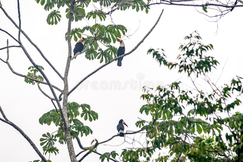 Toucan on a Tree Branch in the Amazon Forest Stock Photo - Image of ...