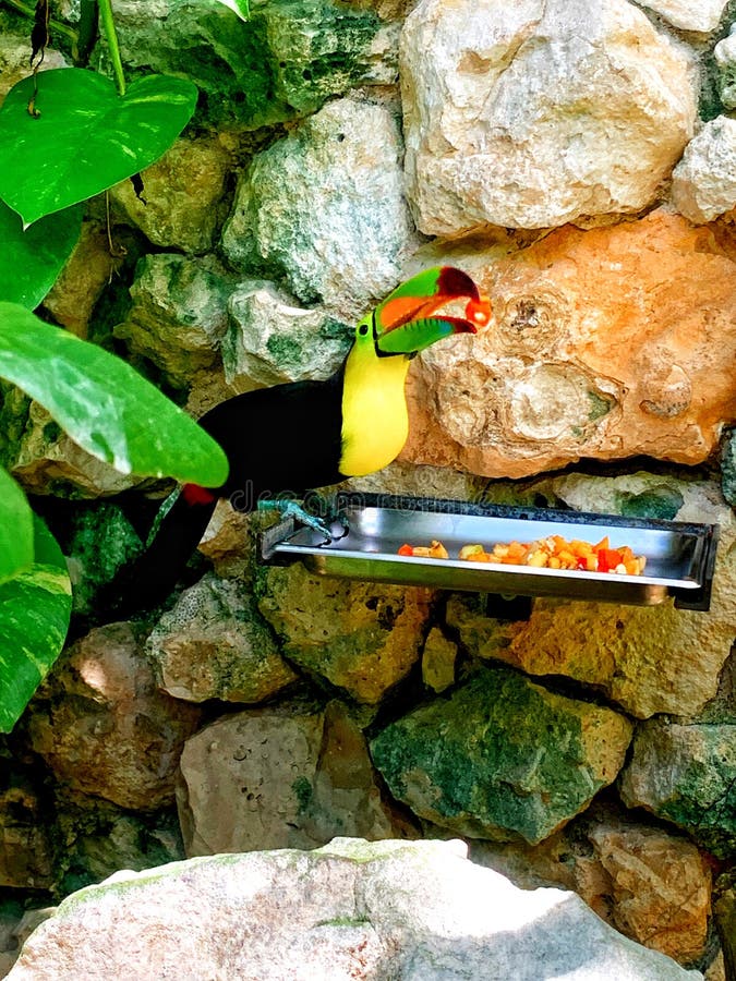 The toucan stock image. Image of cancun, birds, city - 332591341