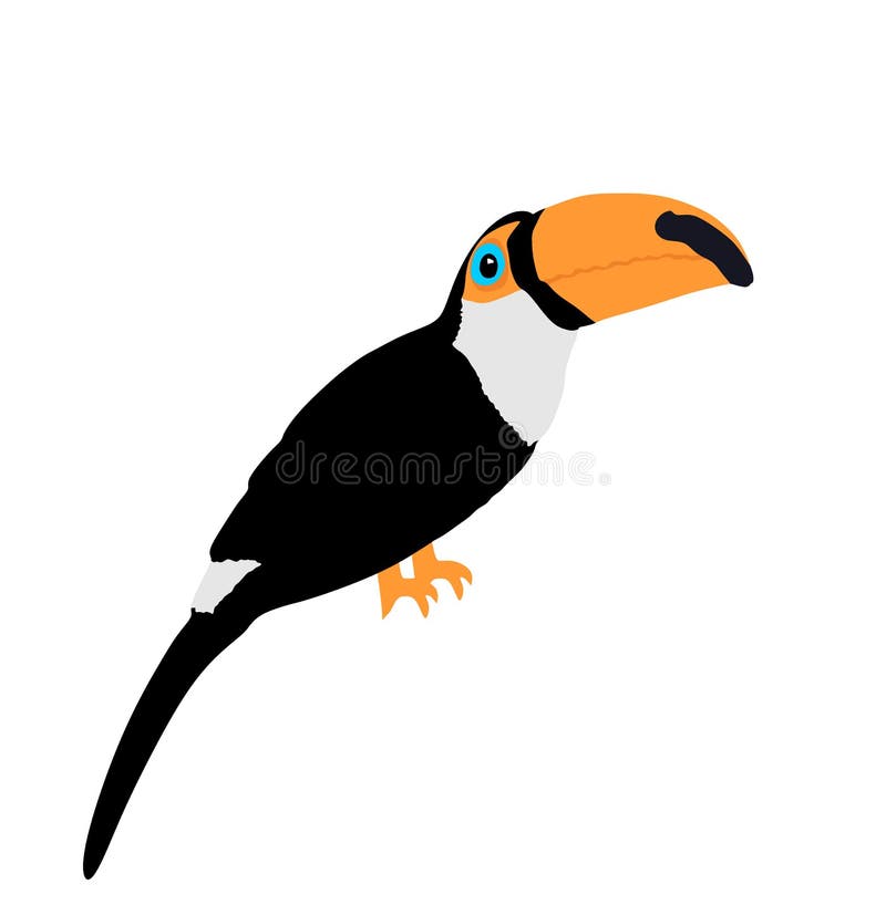 Belize Toucan Stock Illustrations – 54 Belize Toucan Stock ...