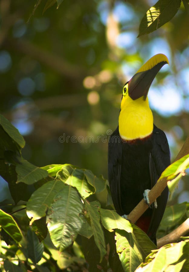 146 Natural Green Hotel Costa Rica Stock Photos - Free & Royalty-Free ...