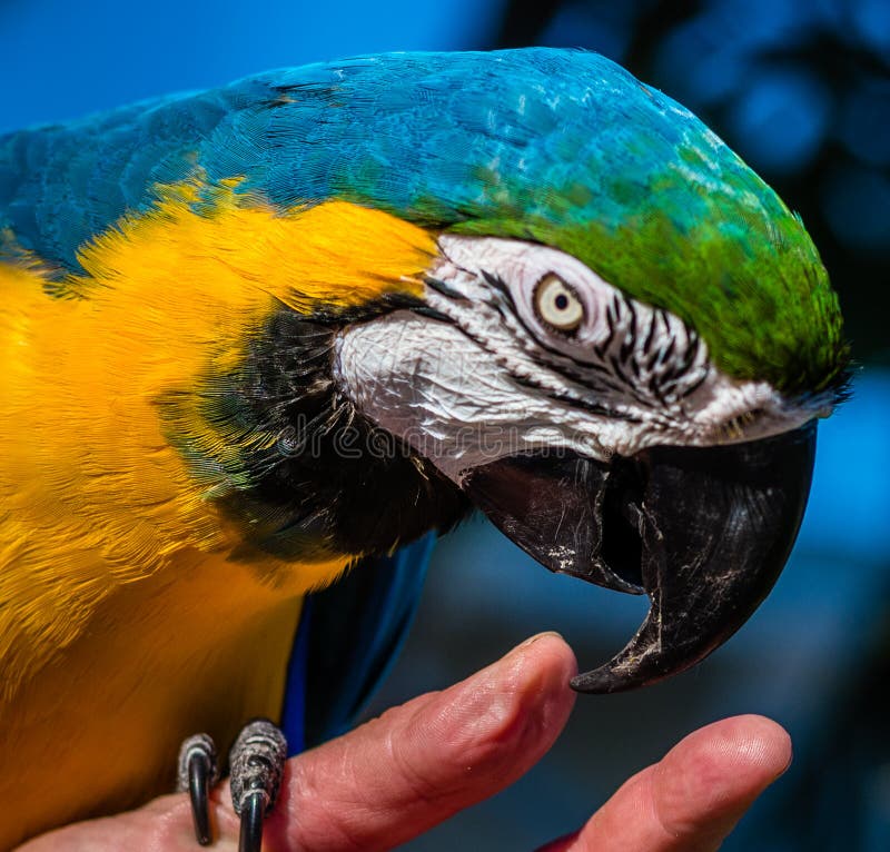 Parrot on finger stock photo. Image of chick, feathering - 73751460