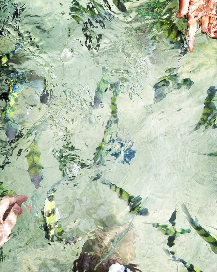 Touch the fish parallels stock image. Image of touch - 218231097