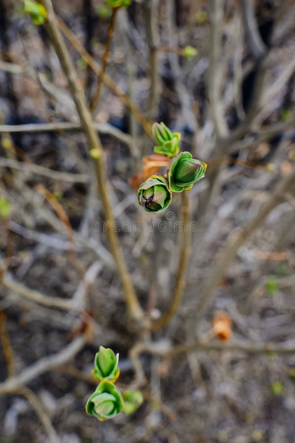 A Touch of Frost Early Morning Frost on the Popular Buds Stock Image ...