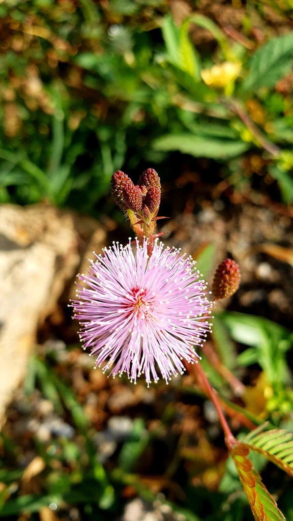 Touch me not stock image. Image of sensitive, touch - 283784185