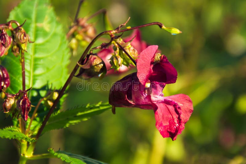 Touch-me-not flower stock photo. Image of flower, touch - 78270458