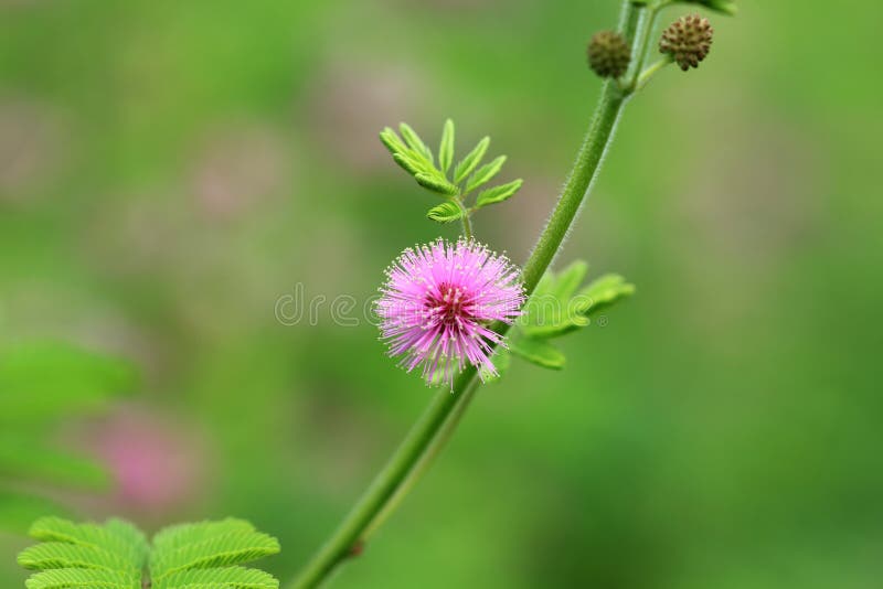 Touch-Me-Not flowers stock image. Image of pink, sensitive - 52589081