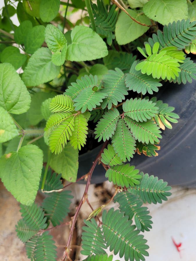 Touch Me Not Plant Mimosa Pudica Stock Photo - Image of touch, pudica ...