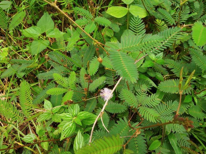 Touch Me Not Plant Flower And Leaves. Stock Photo - Image of yellow ...