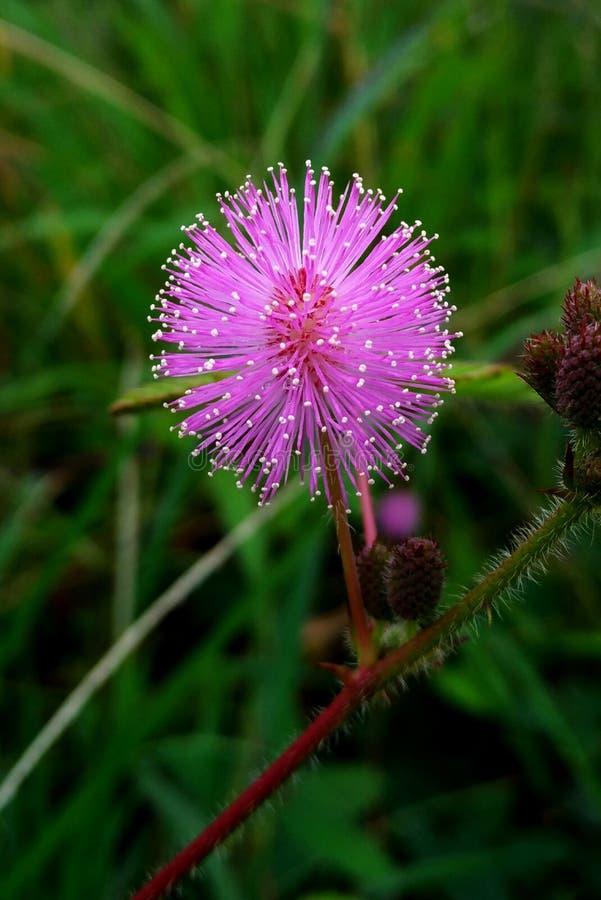 Touch Me Not Flower. Shameplant Stock Image - Image of garden ...