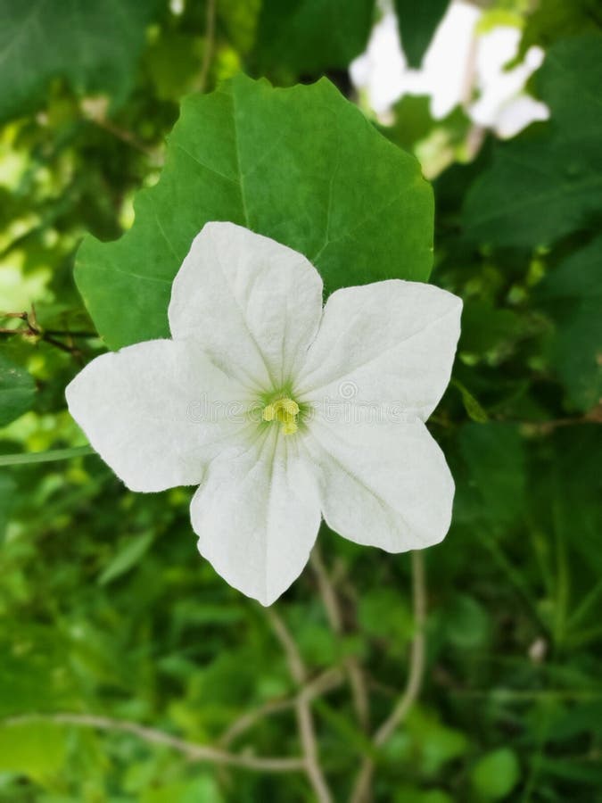 White Touch Me Not Flower Picture. Image: 115774012