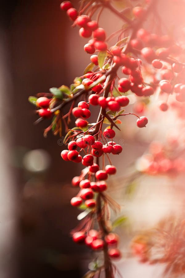 A touch of red in autumn stock photo. Image of touch - 262274538