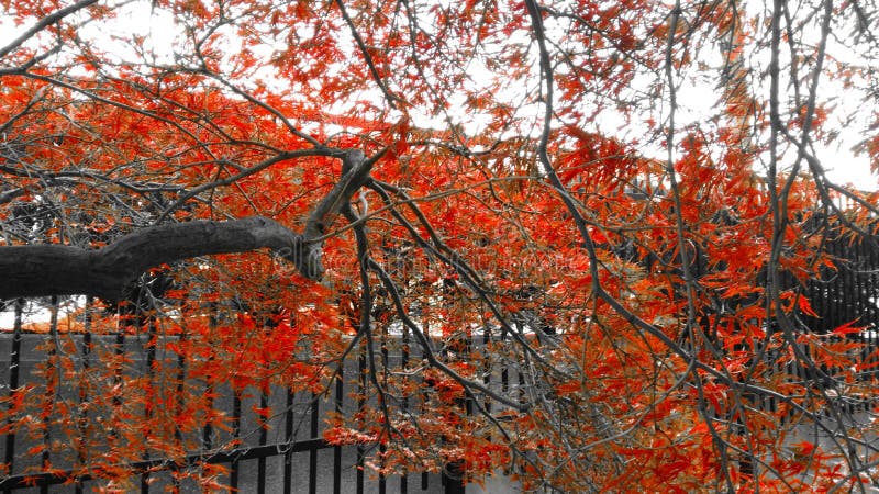 A touch of red stock photo. Image of courtyard, tree - 81099652