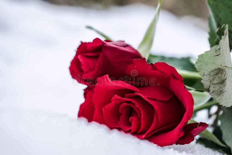 A touch of a rose stock image. Image of touch, love, single - 85749363