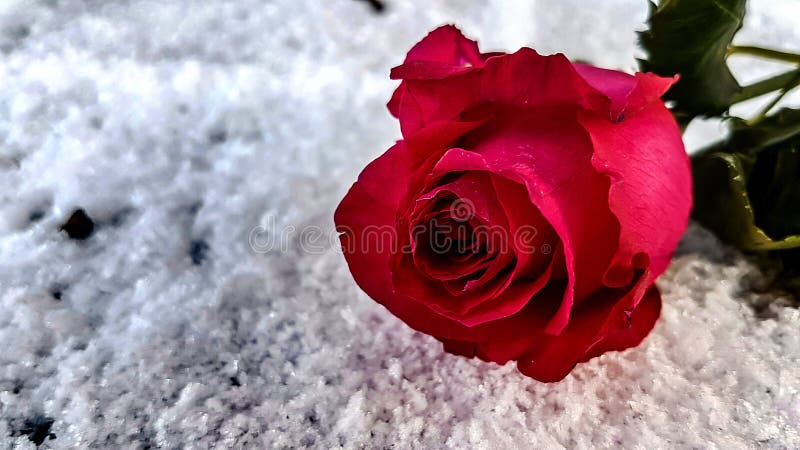 A touch of a rose stock photo. Image of rose, floribunda - 85749404