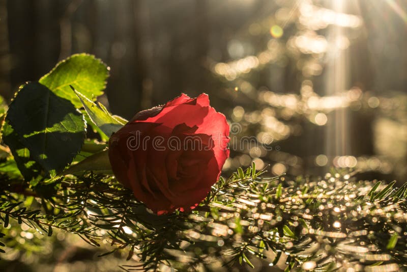 Touch a rose stock photo. Image of declined, drop, hand - 4949884