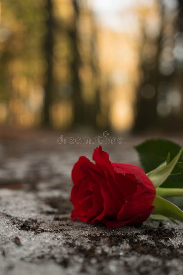 Touch a rose stock photo. Image of declined, drop, hand - 4949884