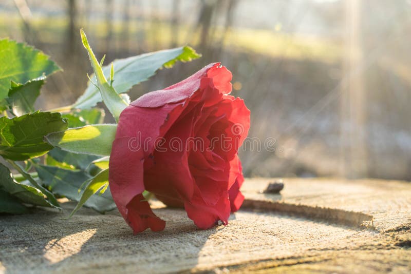 A touch of a rose stock image. Image of love, plant, petal - 85749689