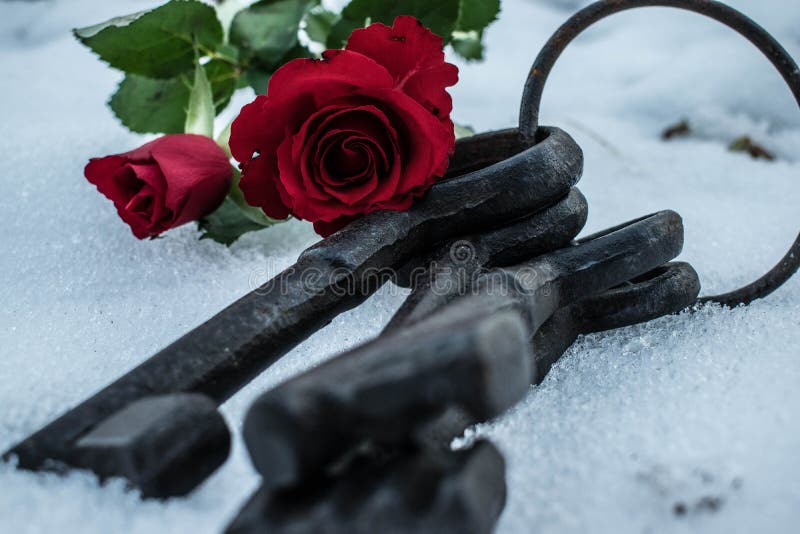 A touch of a rose stock photo. Image of love, means, winter - 85749750