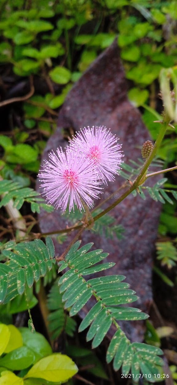 Touch Sensitive Plant Called Nidikumba Stock Image - Image of nidikumba ...