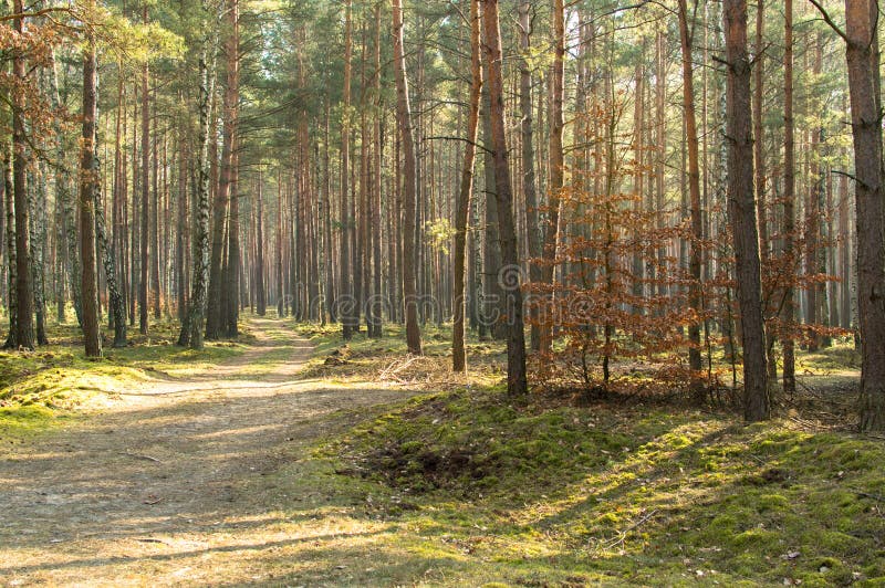 Touch of spring in forest stock image. Image of spring - 112224347