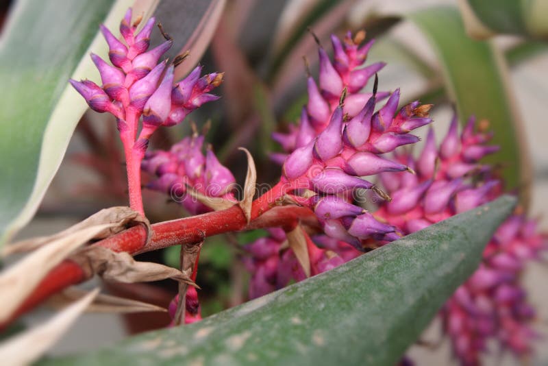 Touch of Summer. Desert Flowers. Stock Image - Image of garden, clean ...