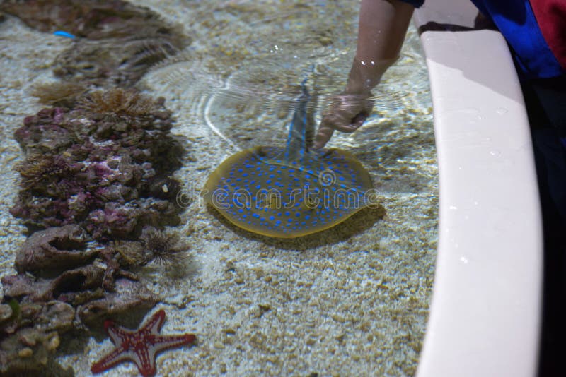 Touch tank stock photo. Image of water, star, spotted - 94525102