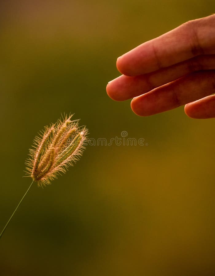 A touch to nature stock image. Image of relationship - 154403653