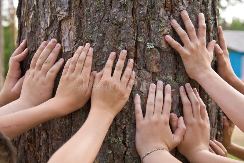 Touch to a tree stock image. Image of palms, press, bark - 28834681