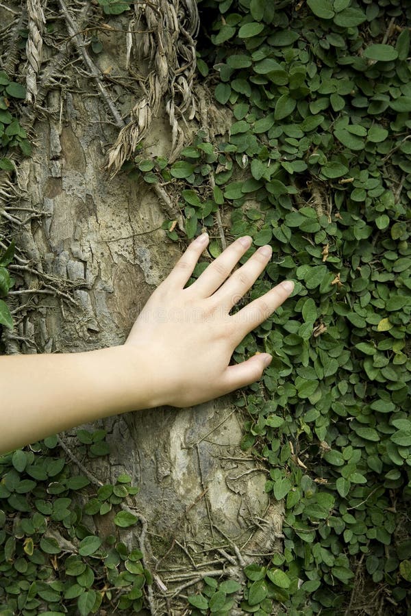 Touch to a tree stock image. Image of embracing, standing - 56184123