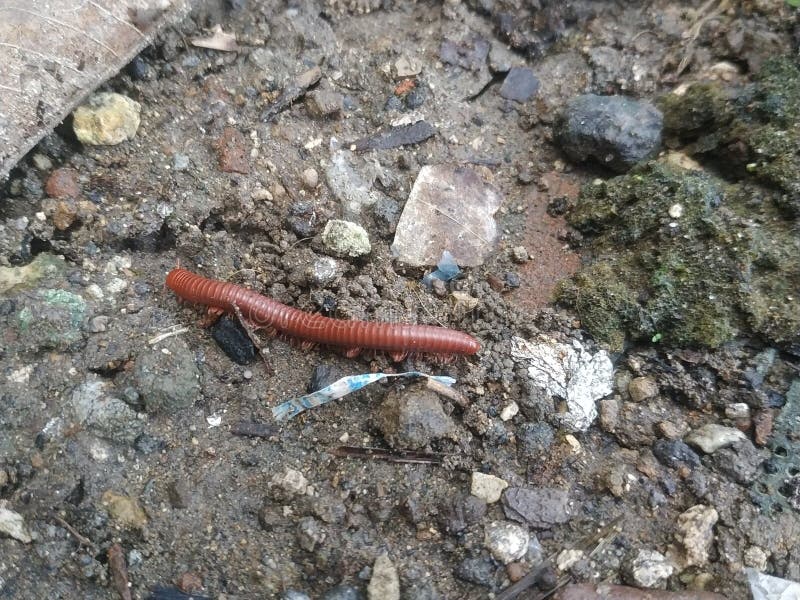 When Touched, this Thousand-legged Animal Folds Itself into a Round ...