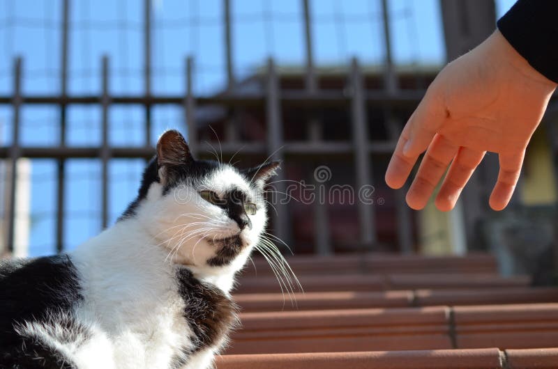 Touching the cat stock image. Image of whiskers, nose - 231127549