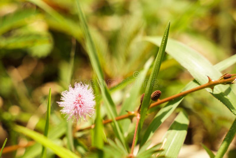 Upon Touching the Compound Leaf of a Touch-me-not (Mimosa Pudica) Stock ...