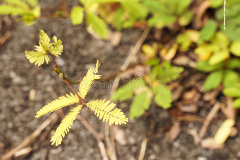Upon Touching the Compound Leaf of a Touch-me-not (Mimosa Pudica) Stock ...